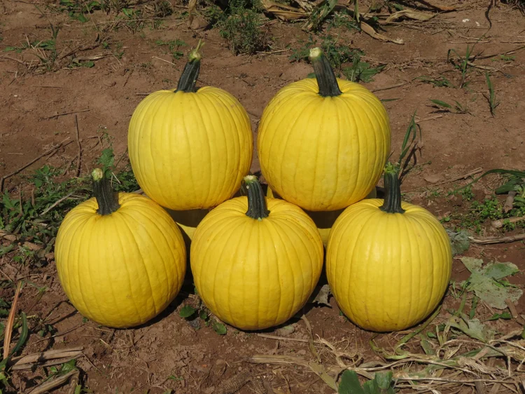 Mellow Yellow | Elsoms pumpkin seed | Elsoms